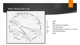 Bajara blister beetle | PPTX