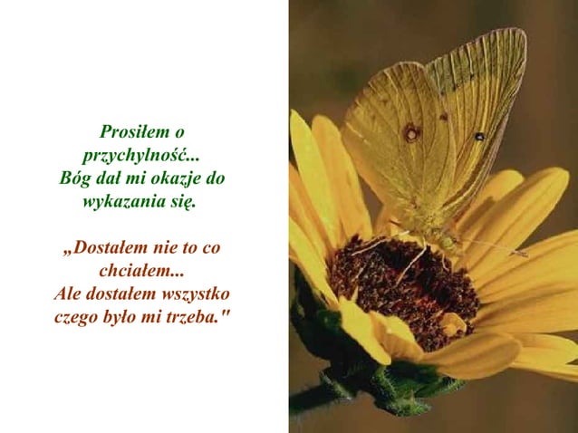 Bajka o motylu_marud | PPT