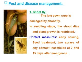 agricultural plants and animals and their species | PPT