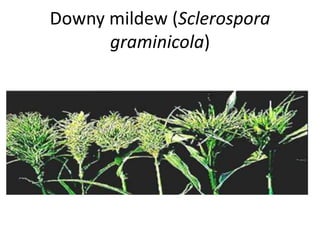 bajra and foxtail dis.ppt | Gardening | Home & Garden