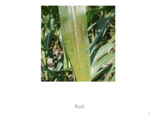 bajra and foxtail dis.ppt