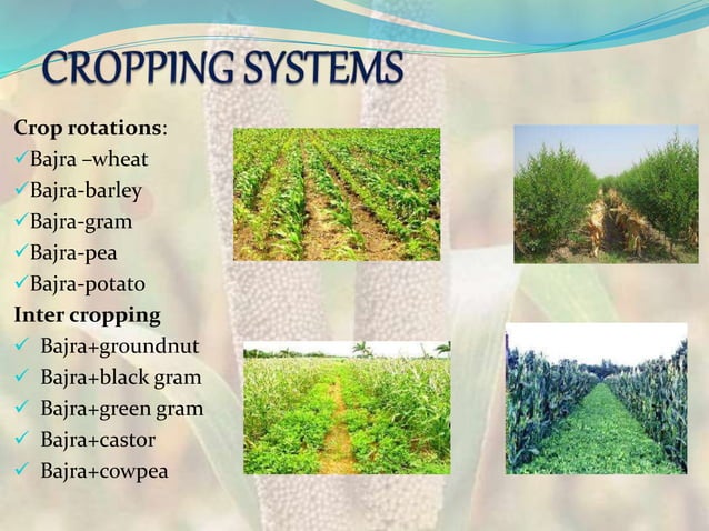 Bajra ppt | PPTX