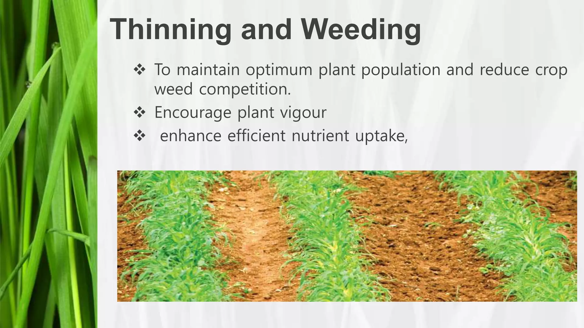 Bajra__revised (1).pptx