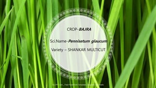 Bajra__revised (1).pptx