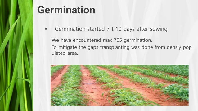 Bajra__revised (1).pptx | Free Download