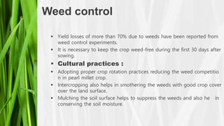 Bajra__revised (1).pptx