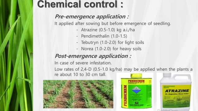 Bajra__revised (1).pptx | Free Download