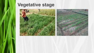 Bajra__revised (1).pptx