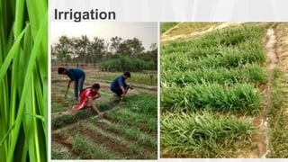 Bajra__revised (1).pptx