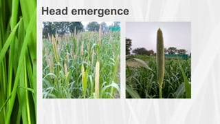 Bajra__revised (1).pptx