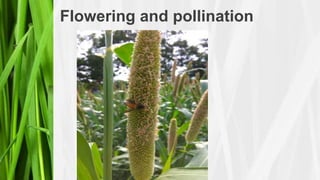 Bajra__revised (1).pptx