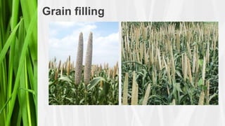 Bajra__revised (1).pptx