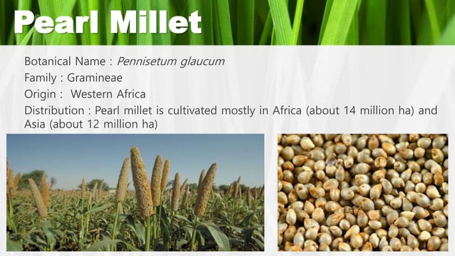 Bajra__revised (1).pptx | Free Download