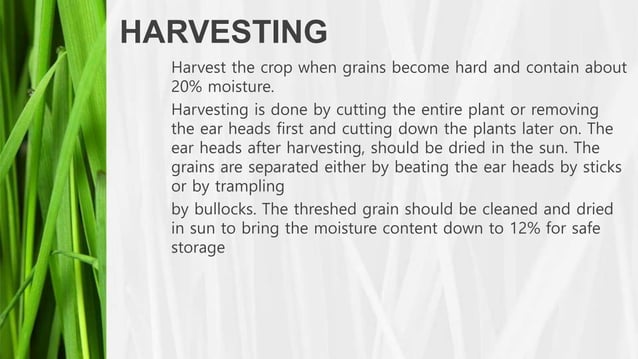 Bajra__revised (1).pptx | Free Download