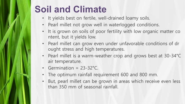 Bajra__revised (1).pptx | Free Download