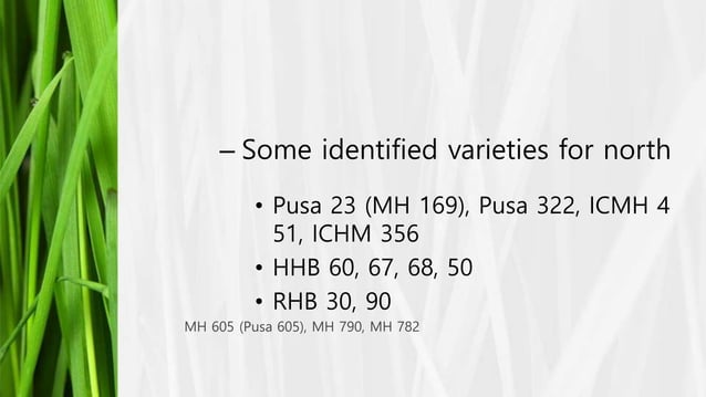 Bajra__revised (1).pptx | Free Download