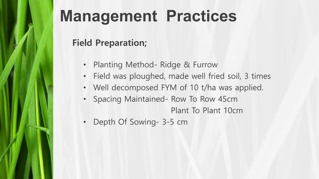 Bajra__revised (1).pptx | Free Download