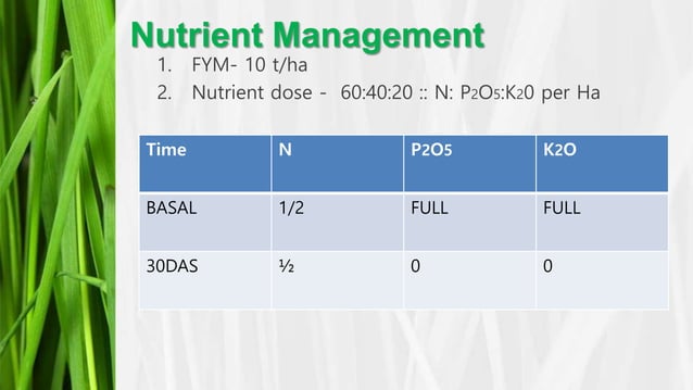 Bajra__revised (1).pptx | Free Download