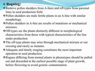 Bajra seed production | PPTX