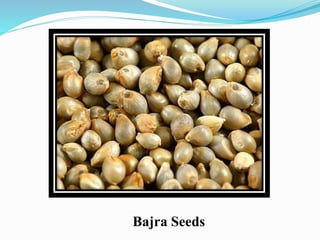 Bajra seed production | PPTX