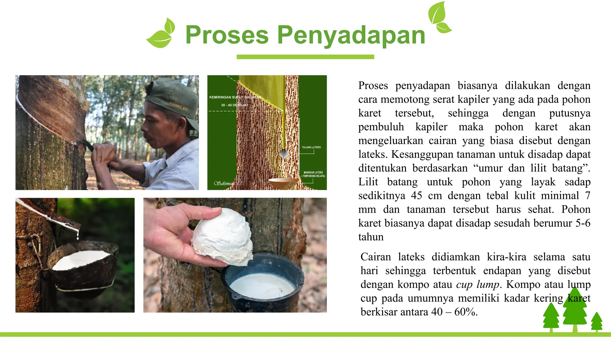 PROSES PRODUKSI LATEKS