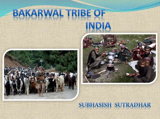Bakarwal Tribe of Jammu & Kashmir | PPTX | Women\'s Clothing | Women\'s ...