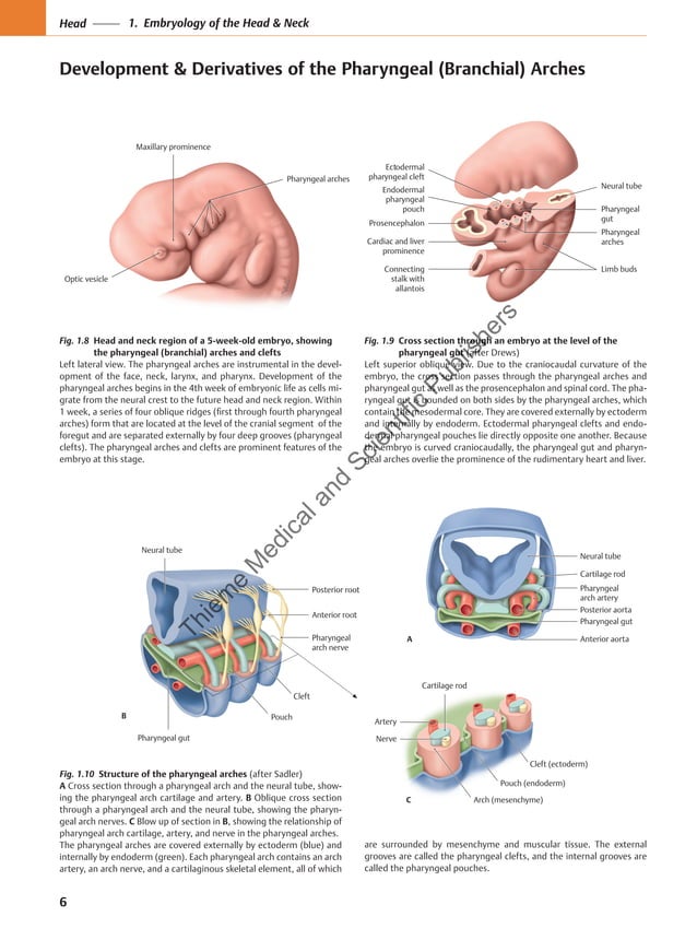 Anatomy for Dental Medicine, 2/e by Baker | PDF | Ear, Nose and Throat ...