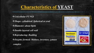 Baker’s Yeast | PPTX