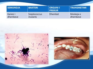 BAKTERET DHE SEMUNDJET QE SHKAKTOJNE | PPTX