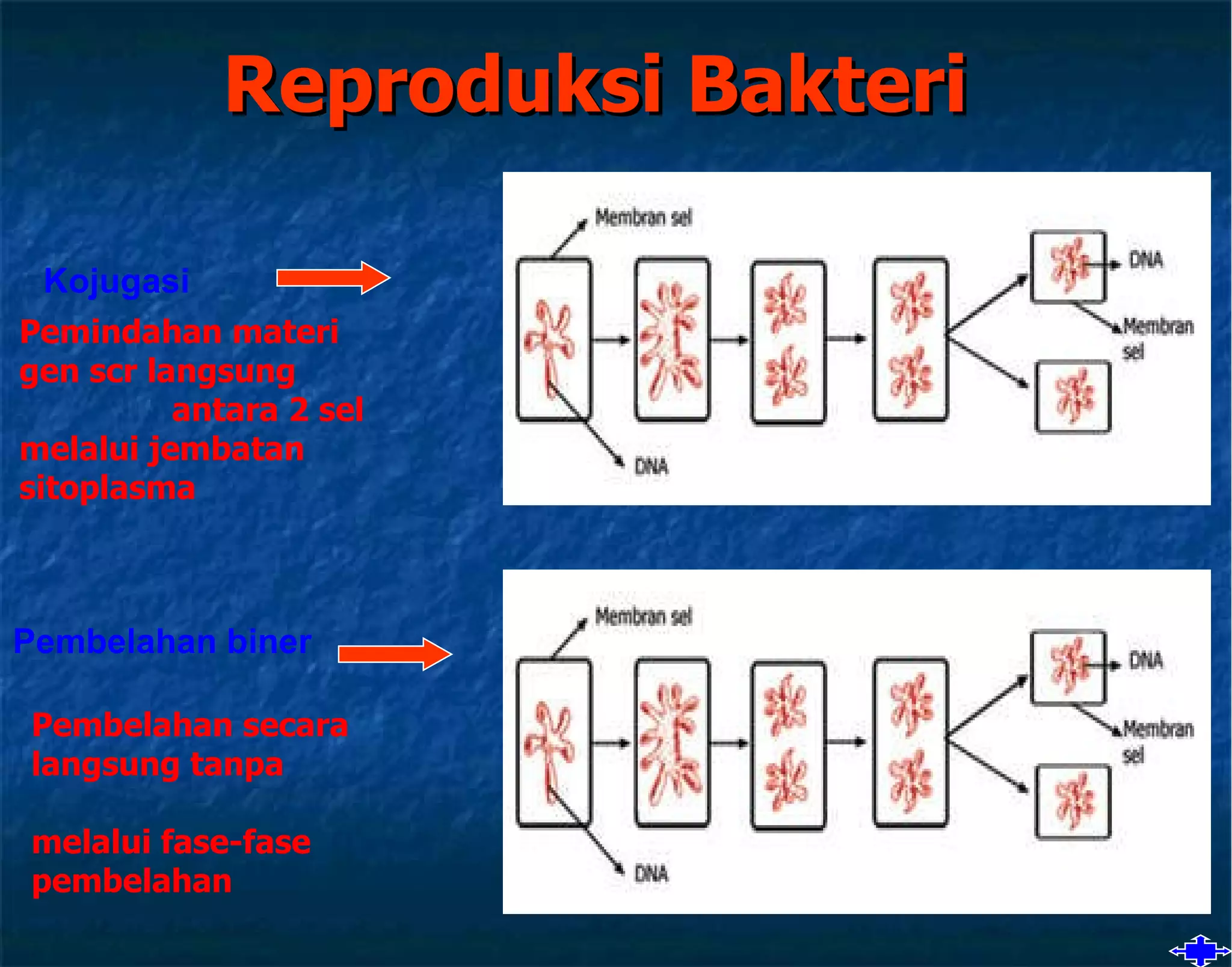 Bakteri | PPT