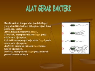 Bakteri | PPT