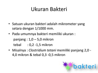 Bakteri (Bacteria) | PPT