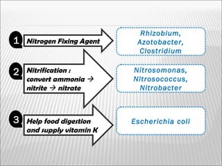 Grade 10 - Monera (Eubacteria, Archaebacteria, and Cyanobacteria) | PPT