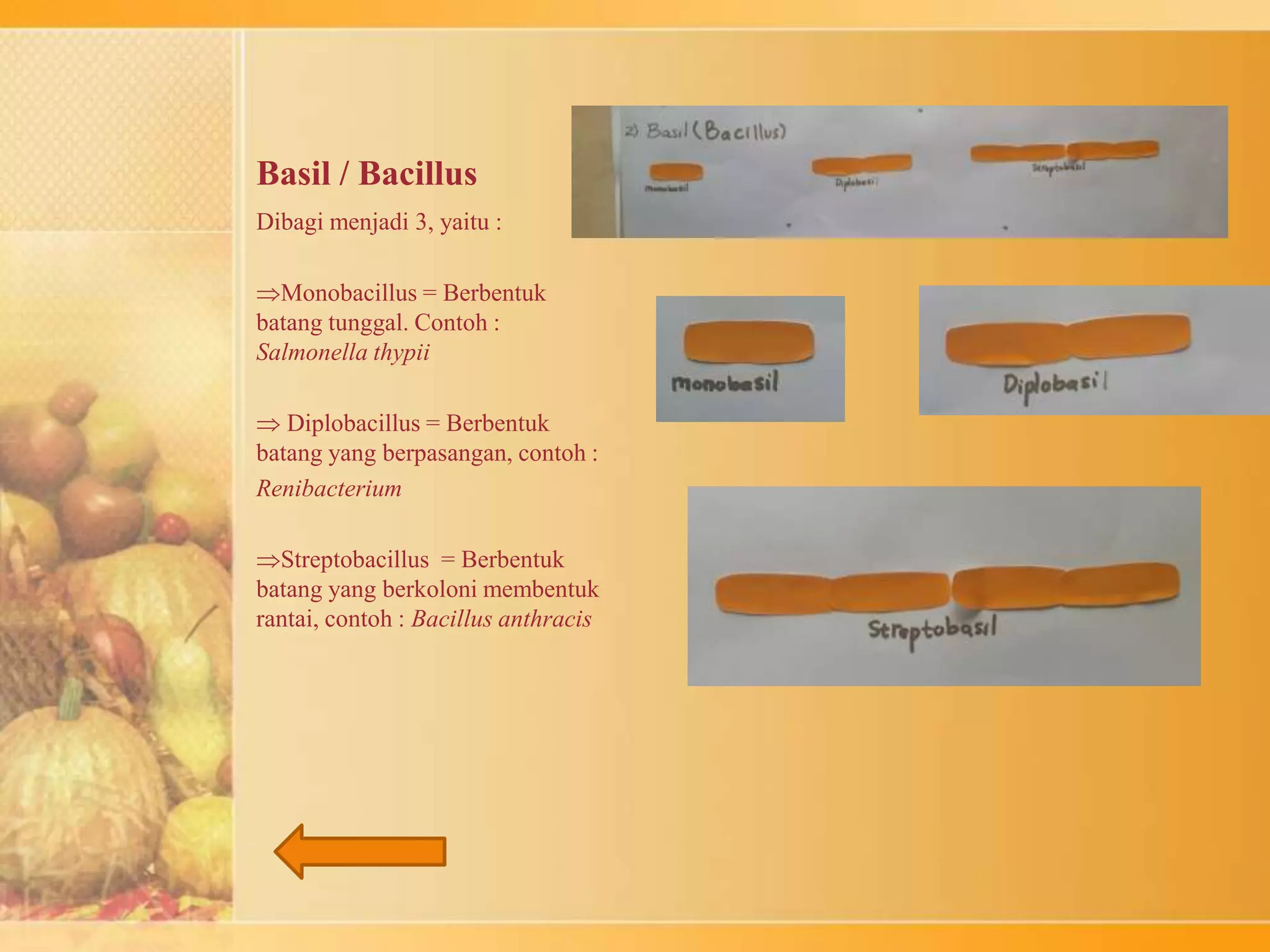 Macam Macam Bakteri | PPTX