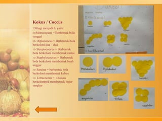 Macam Macam Bakteri | PPTX