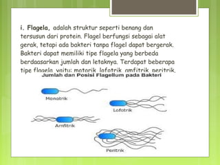 Bakteri dan strukturnya | PPT