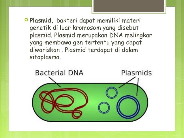 Gambarkan Struktur Sel Bakteri Lengkap Dengan Keterangan