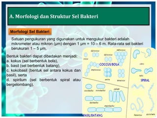 Bakteri | PPTX