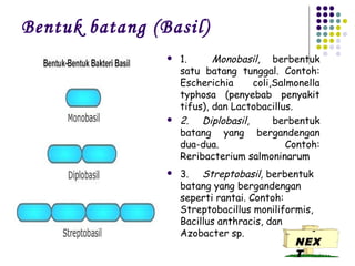 ARCHAEBACTERIA | PPT