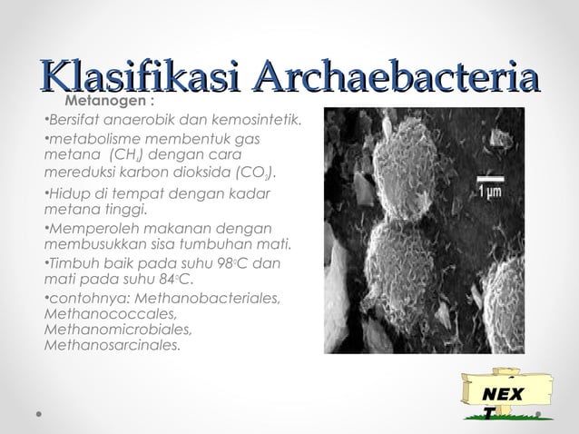 ARCHAEBACTERIA | PPT