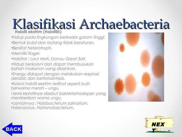ARCHAEBACTERIA | PPT