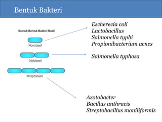 Bakteri | PPTX