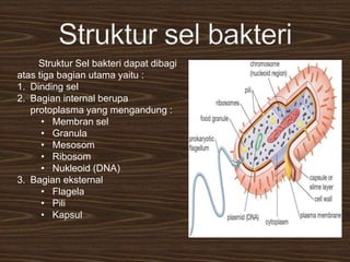 kelompok B bakteri | PPTX