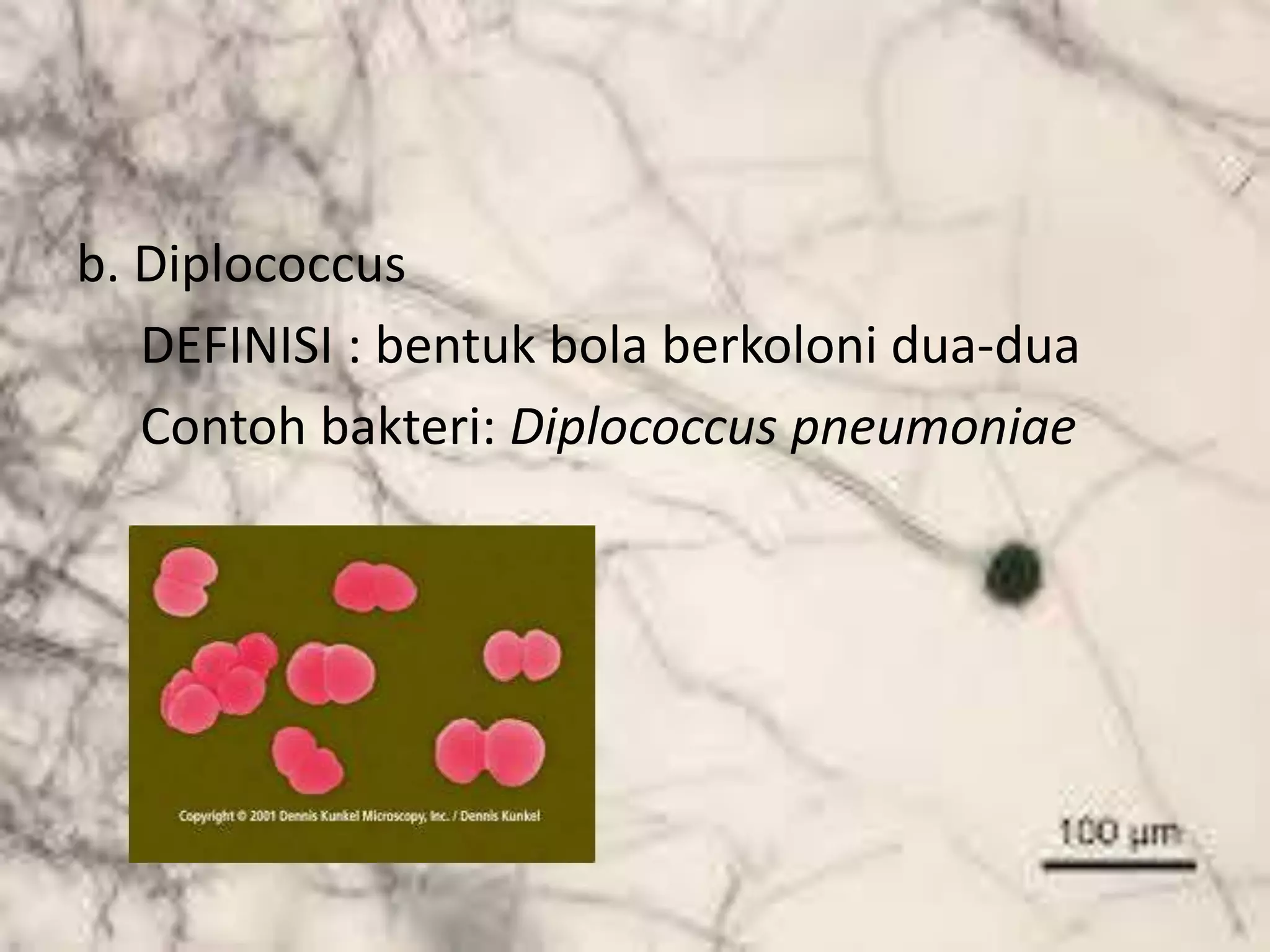 Bakteri kelas x ipa | PPTX