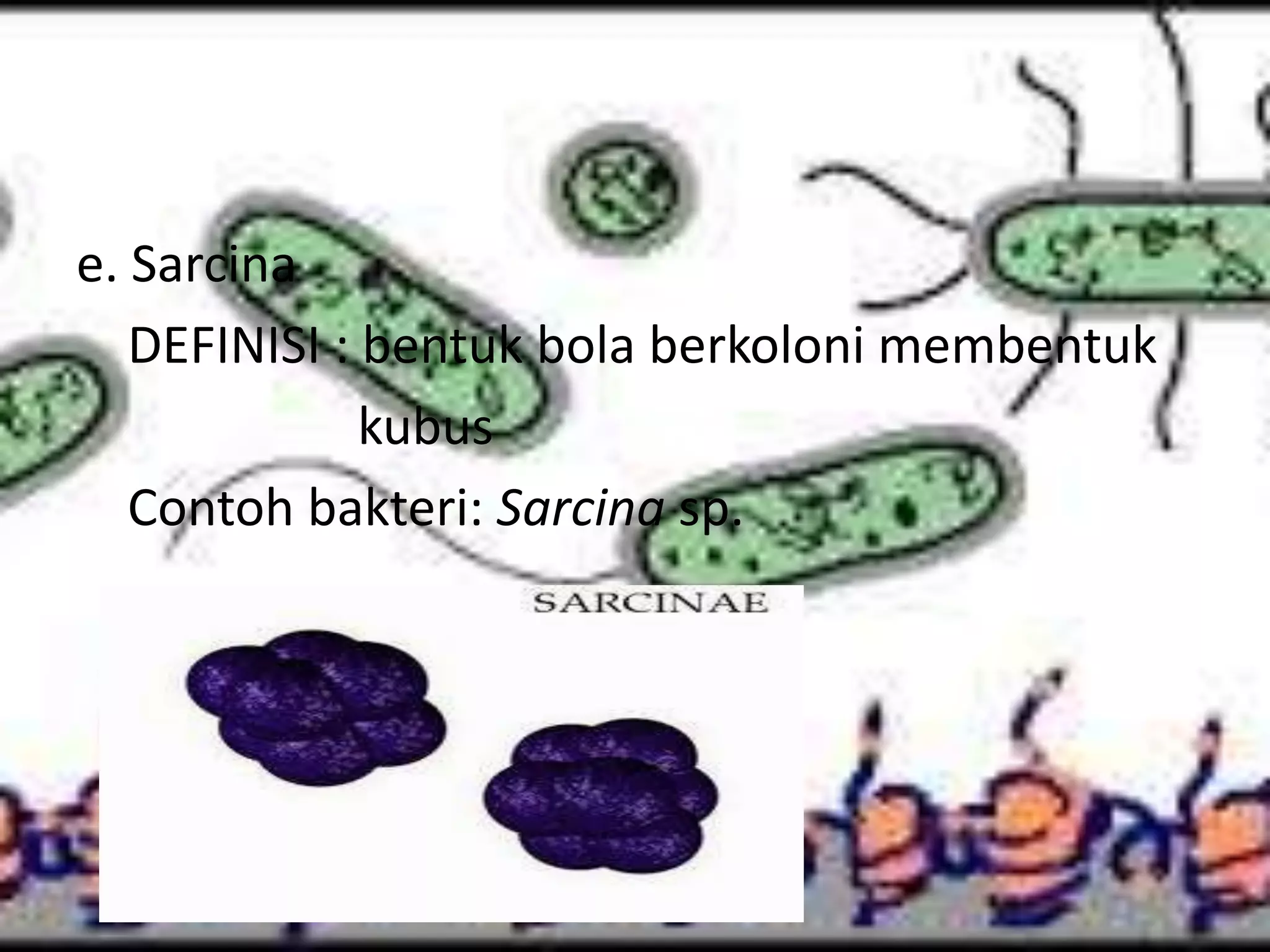 Bakteri kelas x ipa | PPTX