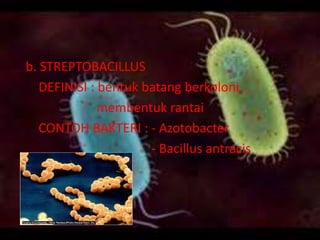 Bakteri kelas x ipa | PPTX