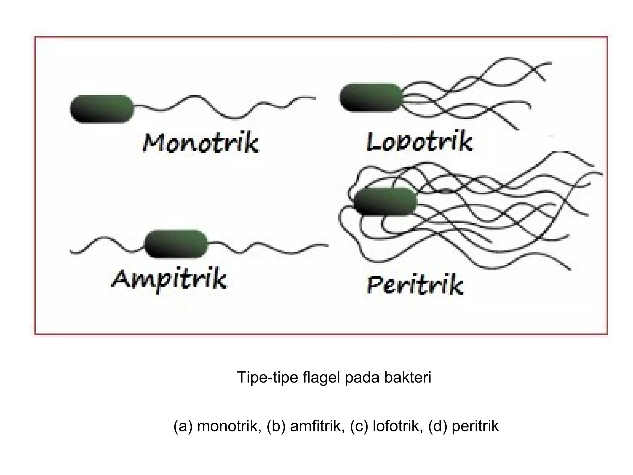 Bakteri | PPT