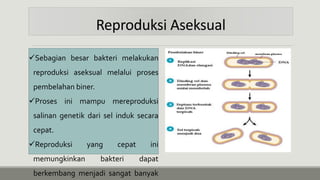 Bakteri | PPTX