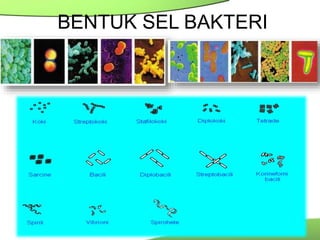 BAKTERI.pptx