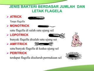 BAKTERI.pptx